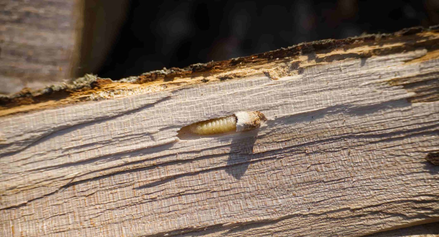 De stille slopers: schimmel en houtworm professioneel bestrijden - HUIS ...
